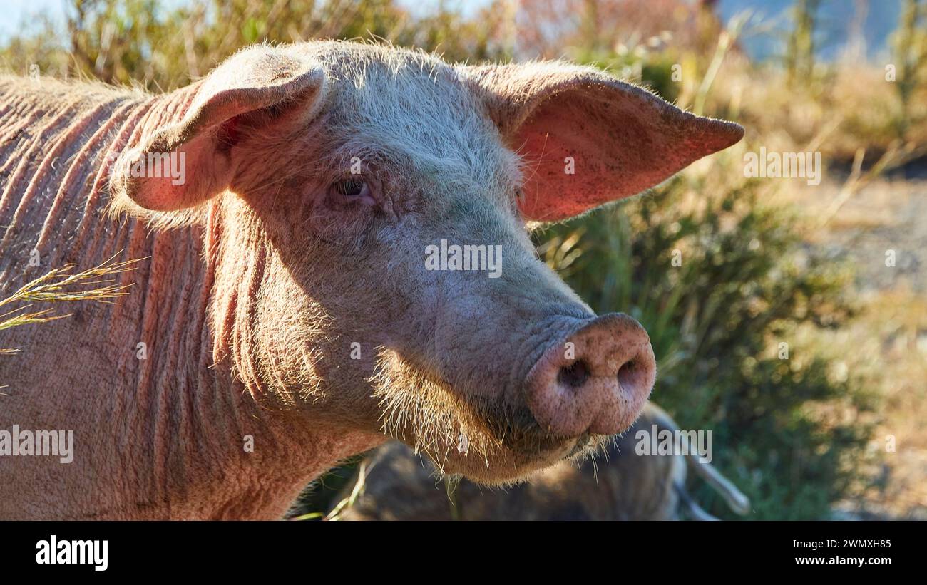 Pig ear hi-res stock photography and images - Alamy