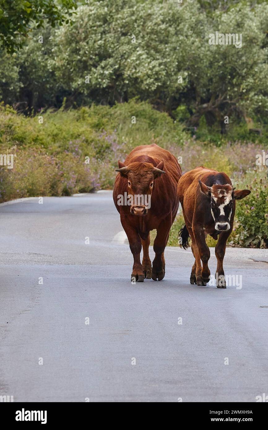Two cows walking together on an empty road, farm animals, Mani ...