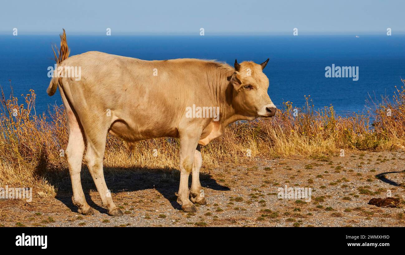 A cow stands on a cliff overlooking the sea and casts a clear shadow ...