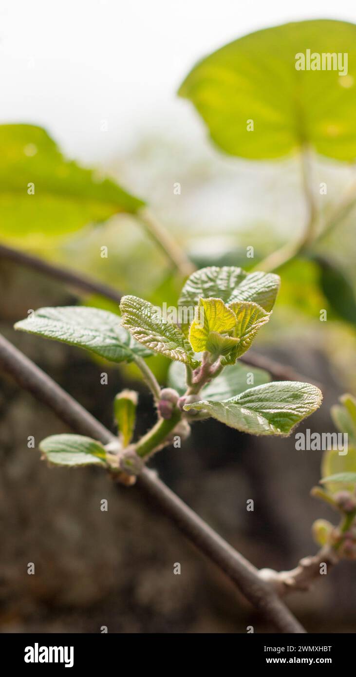 Leaves of kiwi plant hi-res stock photography and images - Alamy