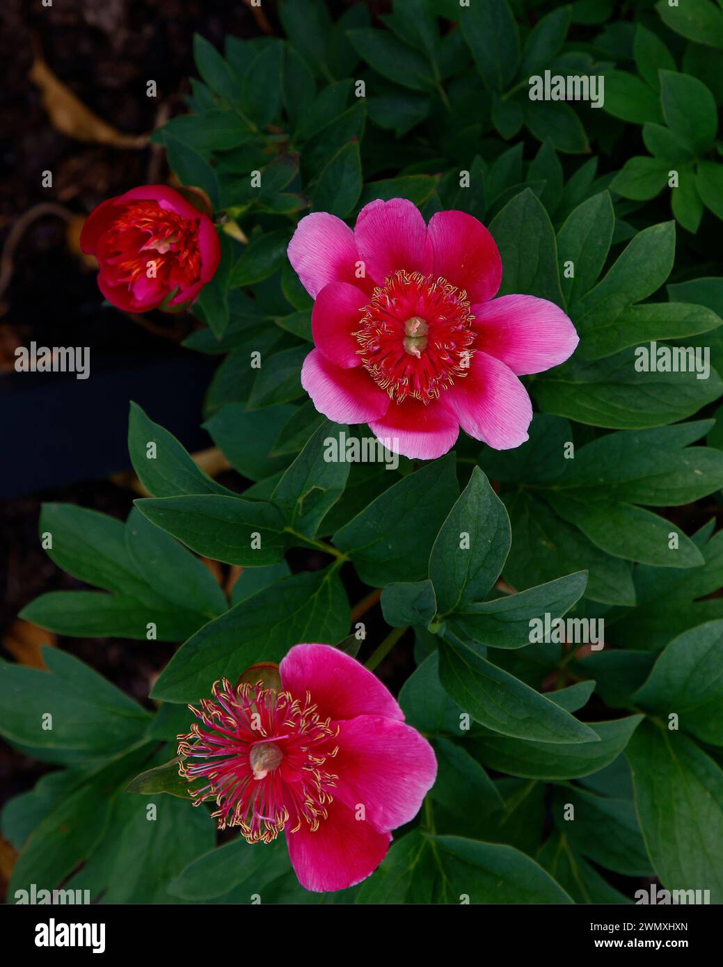 Closeup of the rose-pink flowers of the perennial garden peony plant ...