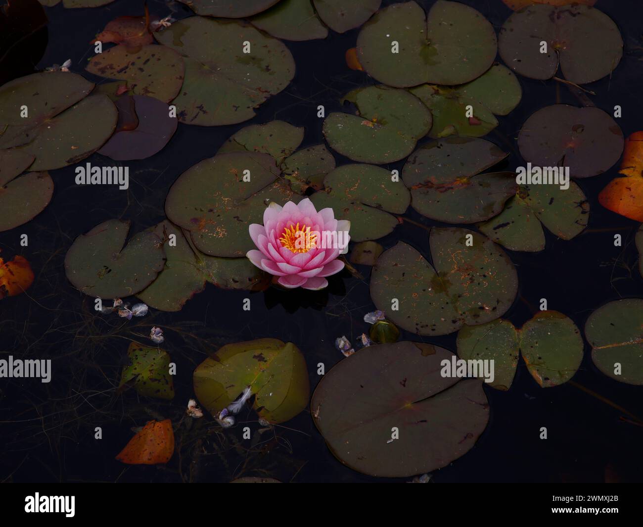 Closeup of the pale pink flowers and floating leaves of the perennial ...