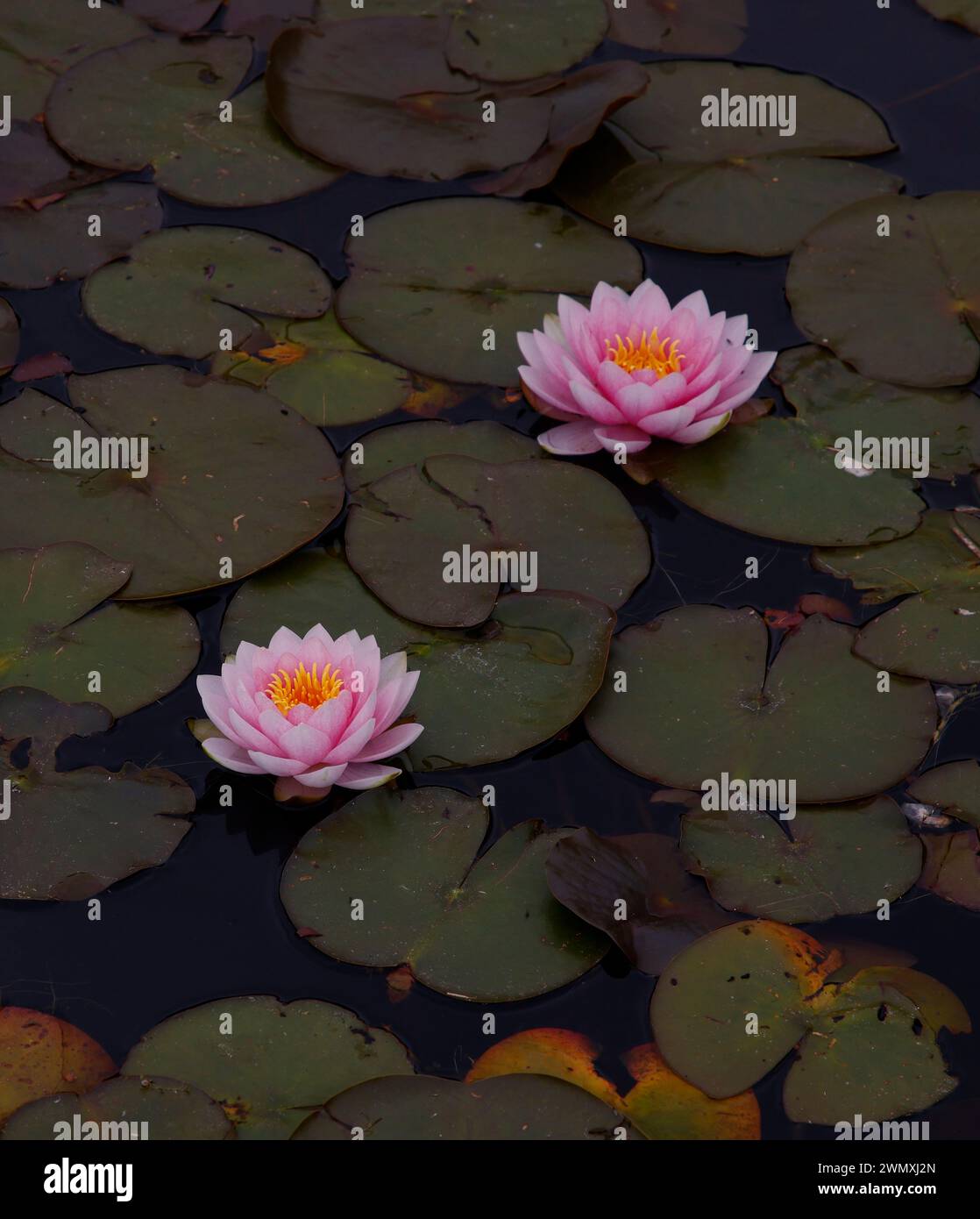 Closeup of the pale pink flowers and floating leaves of the perennial ...