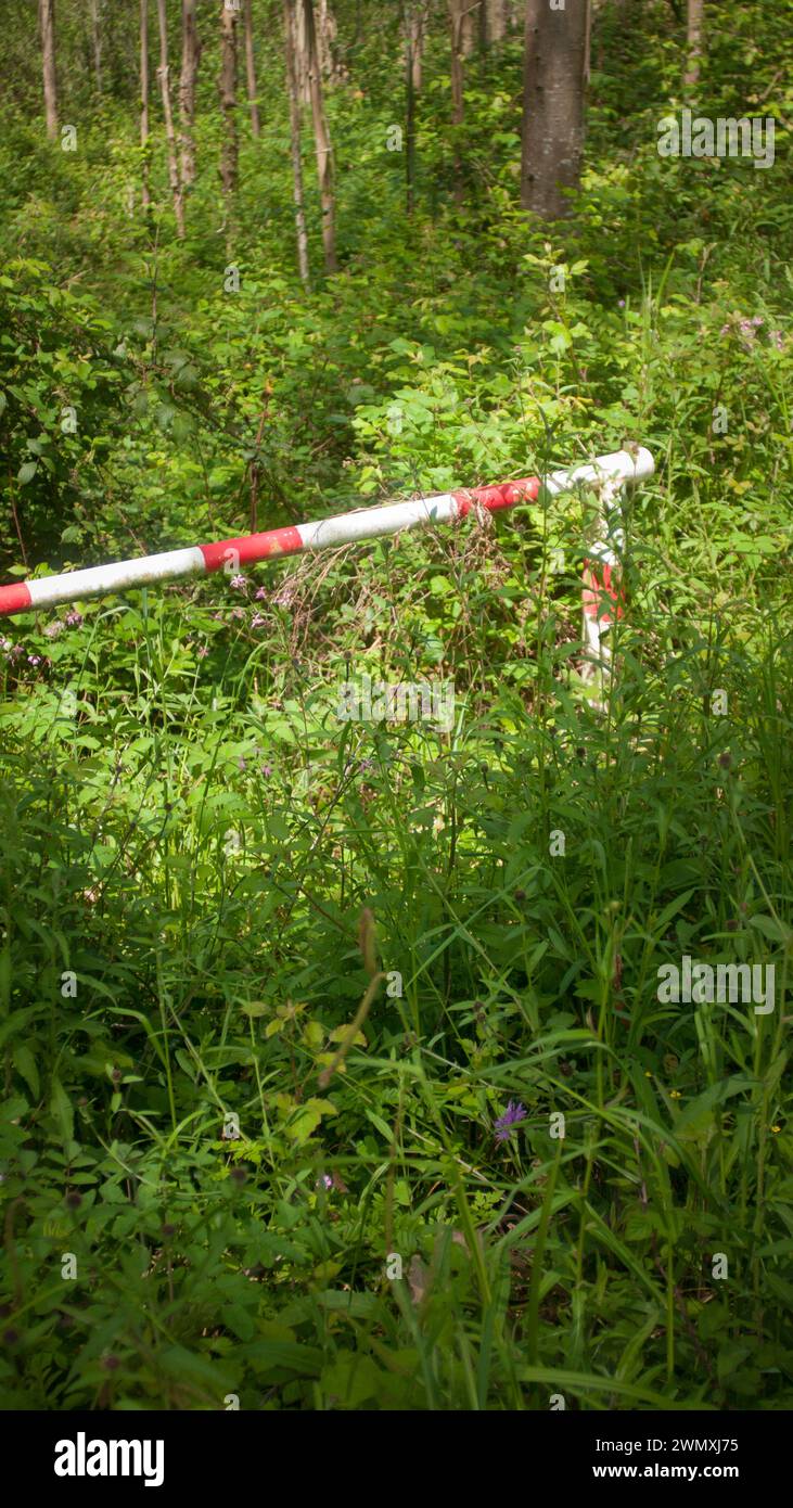 Access forest hi-res stock photography and images - Alamy