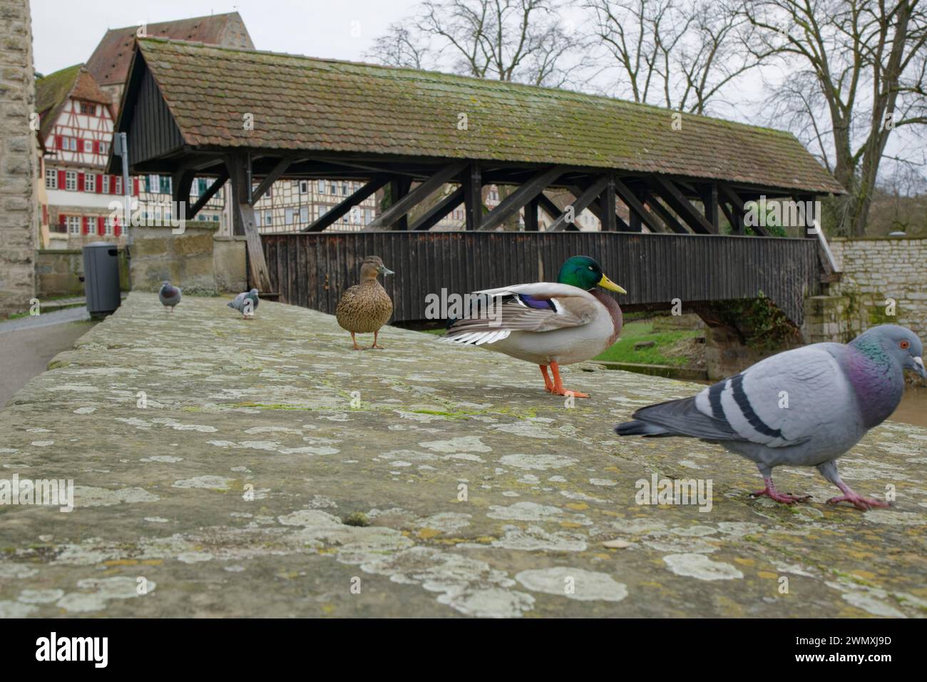 Ducks and pigeons on a wall near Sulfer Steg, mallard, domestic pigeon ...
