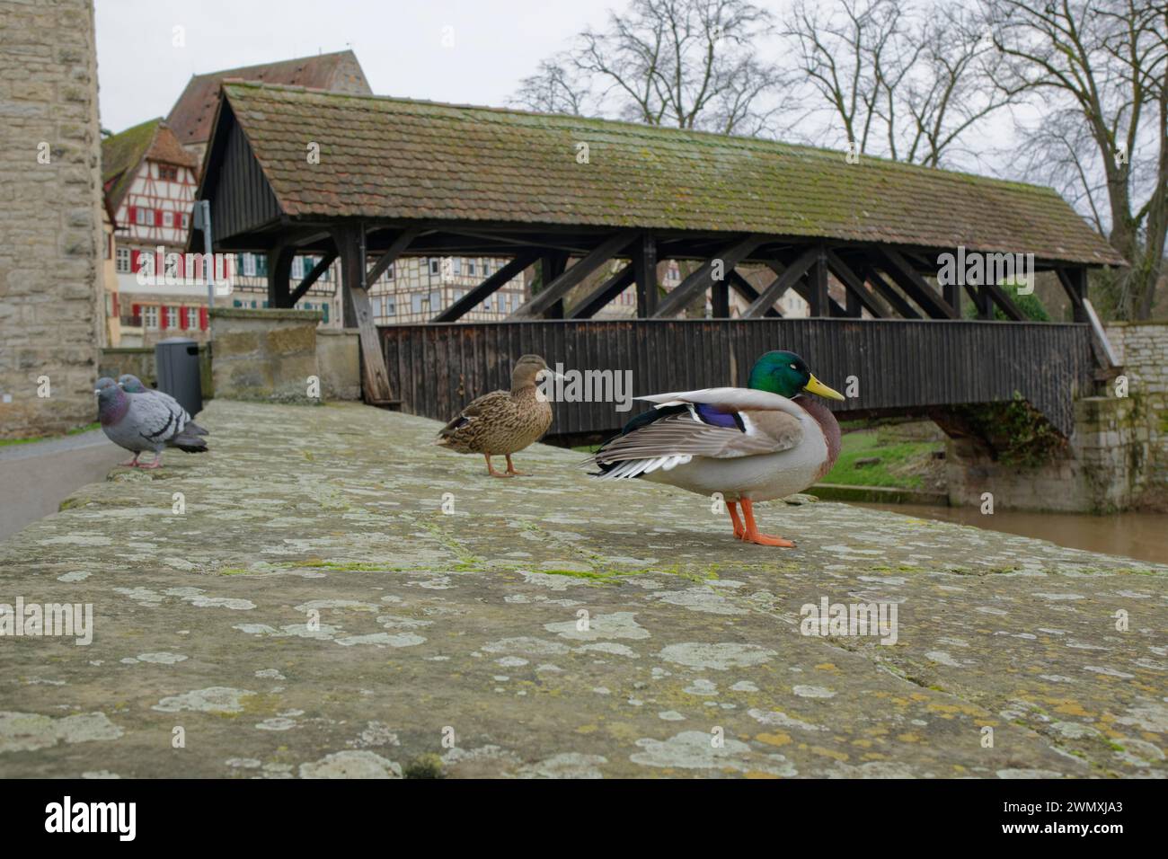 Ducks and pigeons on a wall near Sulfer Steg, mallard, domestic pigeon ...