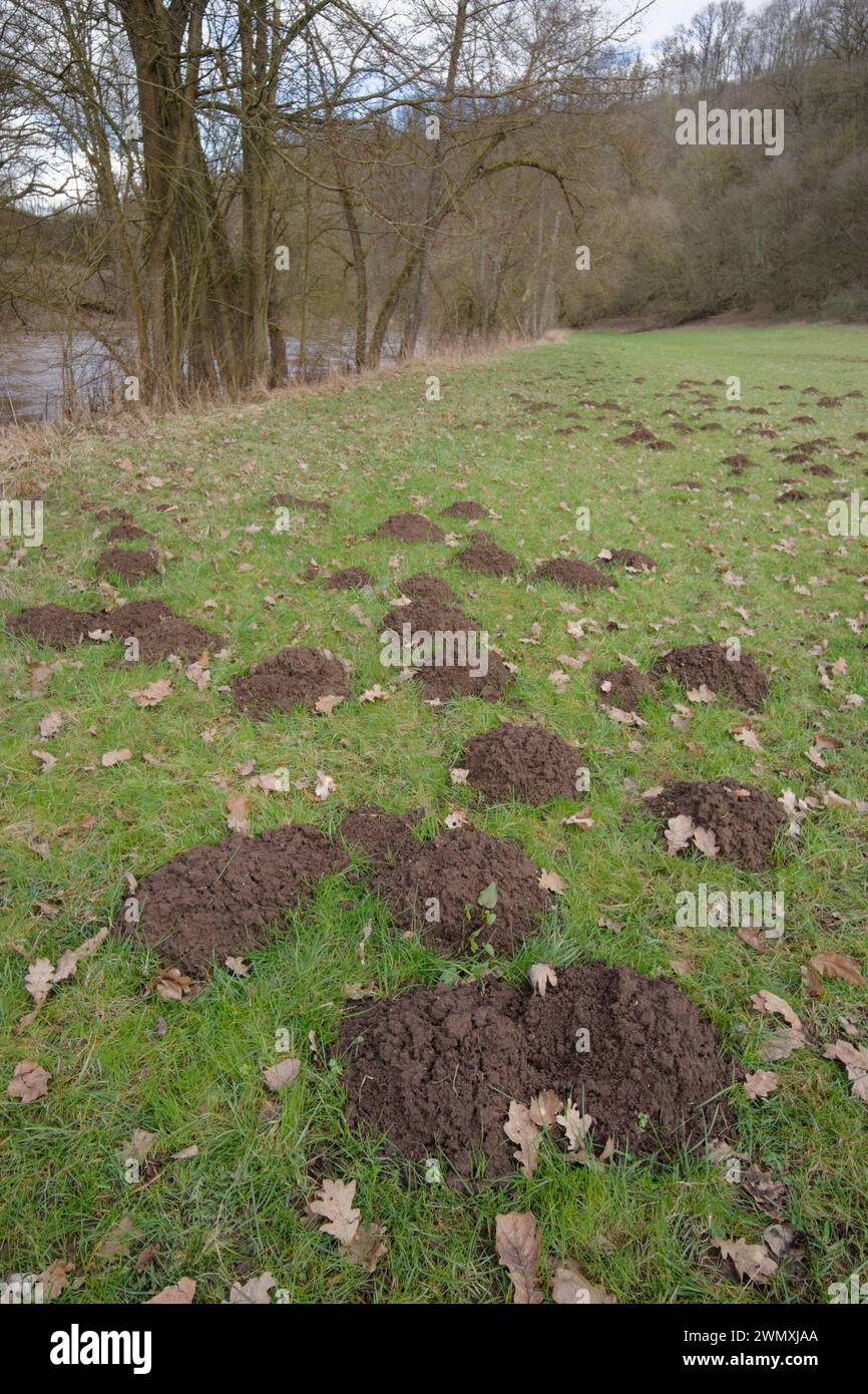 Mole hill in the Kocher valley near Tullau, Rosengarten, Rosengarten ...