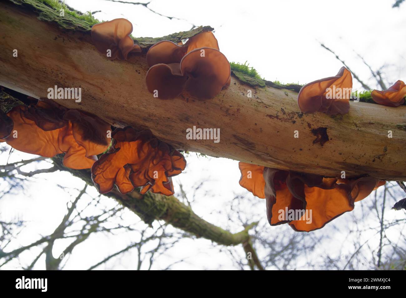 Judas ears on a branch of an elder bush, Judas ear (Auricularia ...