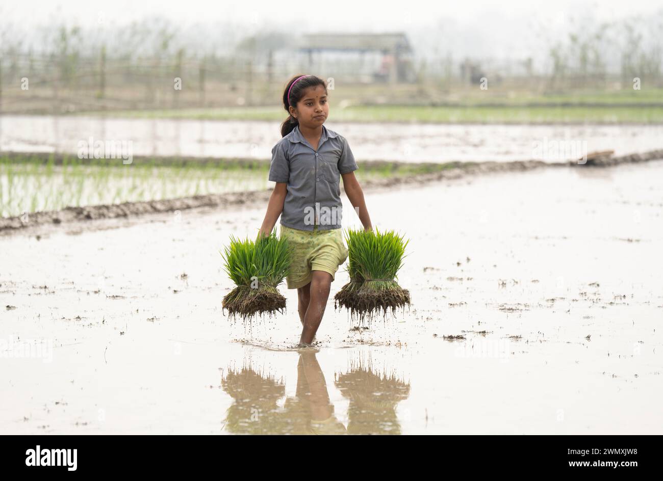 Morigaon, India. 20 February 2024. A girl carries rice sapling in a ...