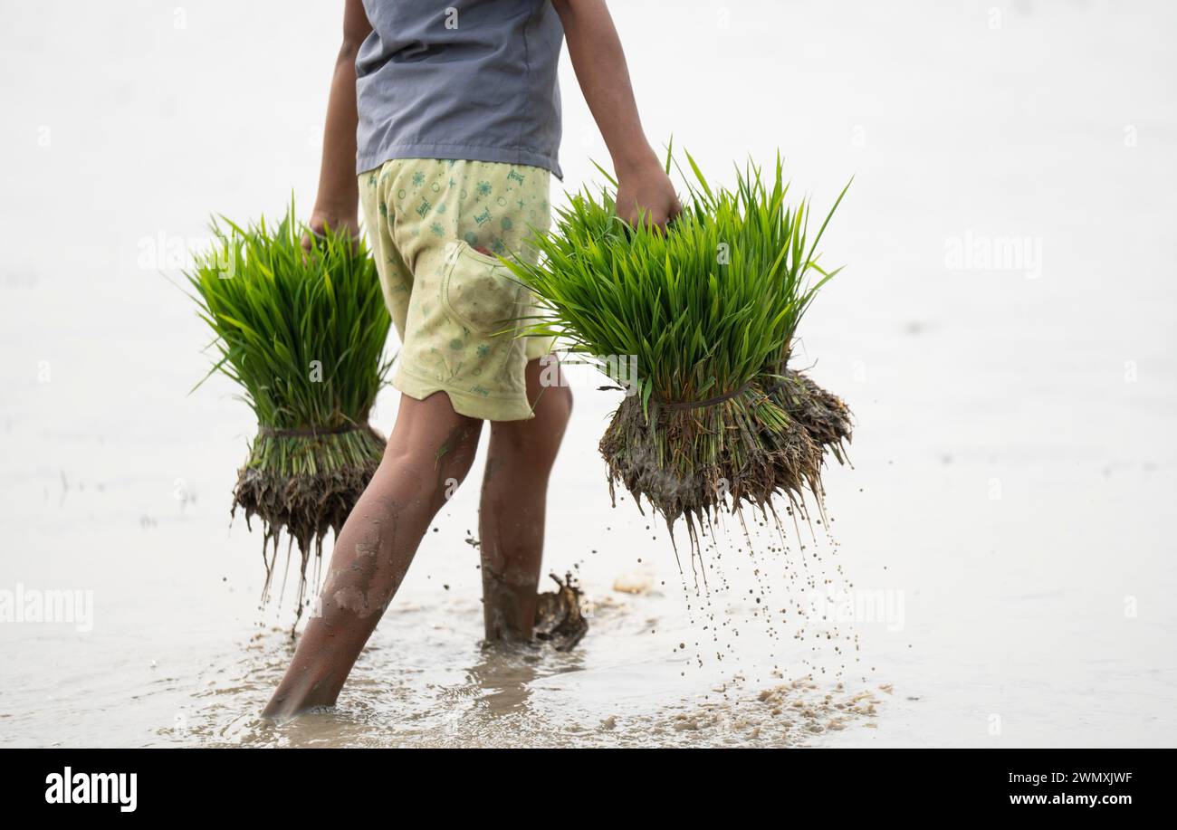 Morigaon, India. 20 February 2024. A girl carries rice sapling in a ...