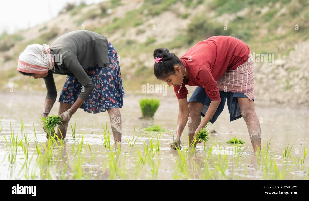 Morigaon, India. 20 February 2024. Women plant rice saplings in a paddy ...