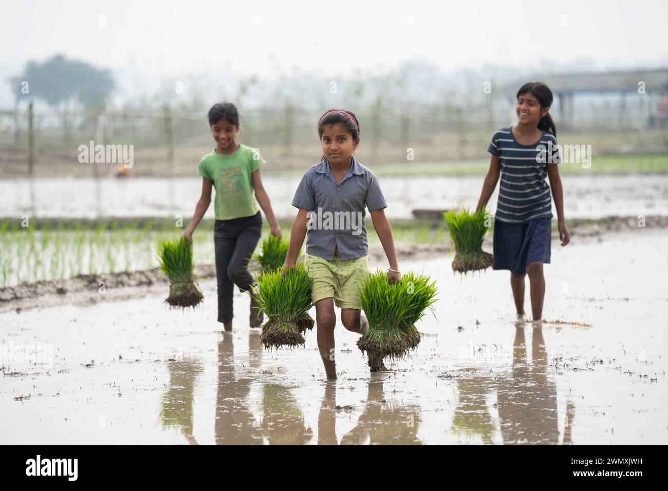 Morigaon, India. 20 February 2024. Girls carries rice sapling in a ...