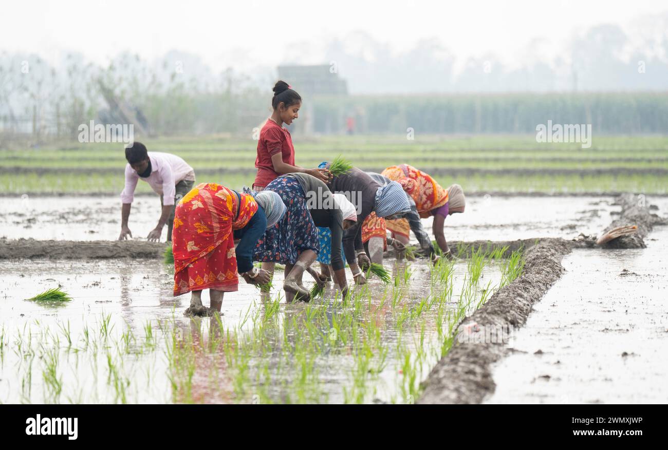 Morigaon, India. 20 February 2024. Women plant rice saplings in a paddy ...