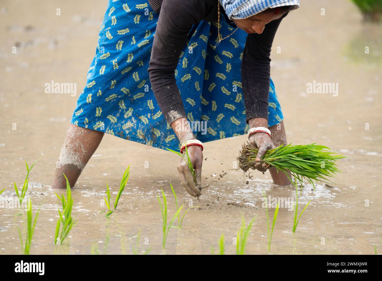 Morigaon, India. 20 February 2024. Women plant rice saplings in a paddy ...