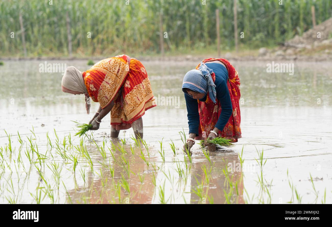 Morigaon, India. 20 February 2024. Women plant rice saplings in a paddy ...