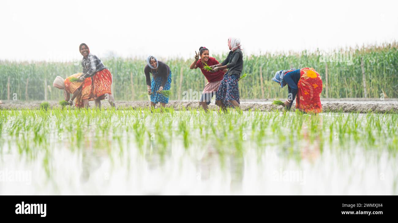 Morigaon, India. 20 February 2024. Women plant rice saplings in a paddy ...