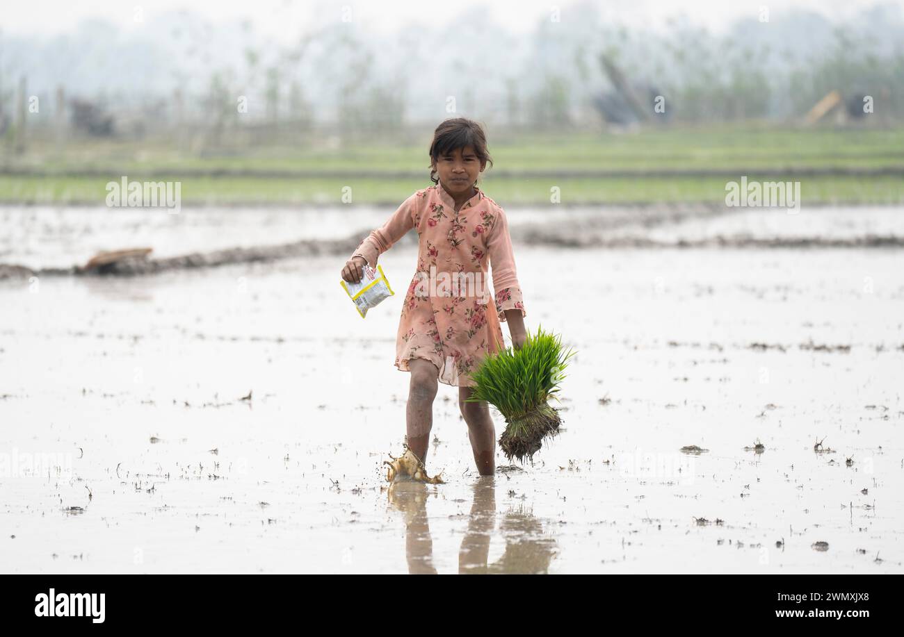 Morigaon, India. 20 February 2024. A girl carries rice sapling in a ...