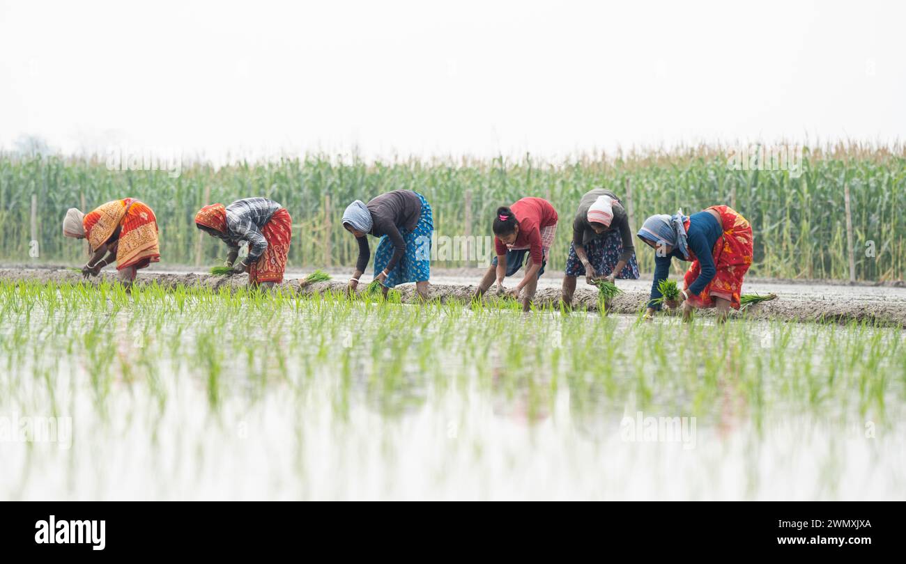 Morigaon, India. 20 February 2024. Women plant rice saplings in a paddy ...