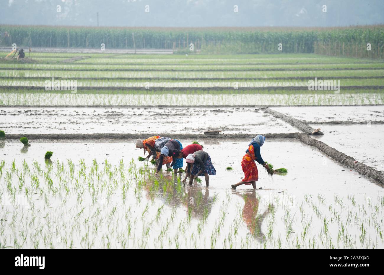 Morigaon, India. 20 February 2024. Women plant rice saplings in a paddy ...
