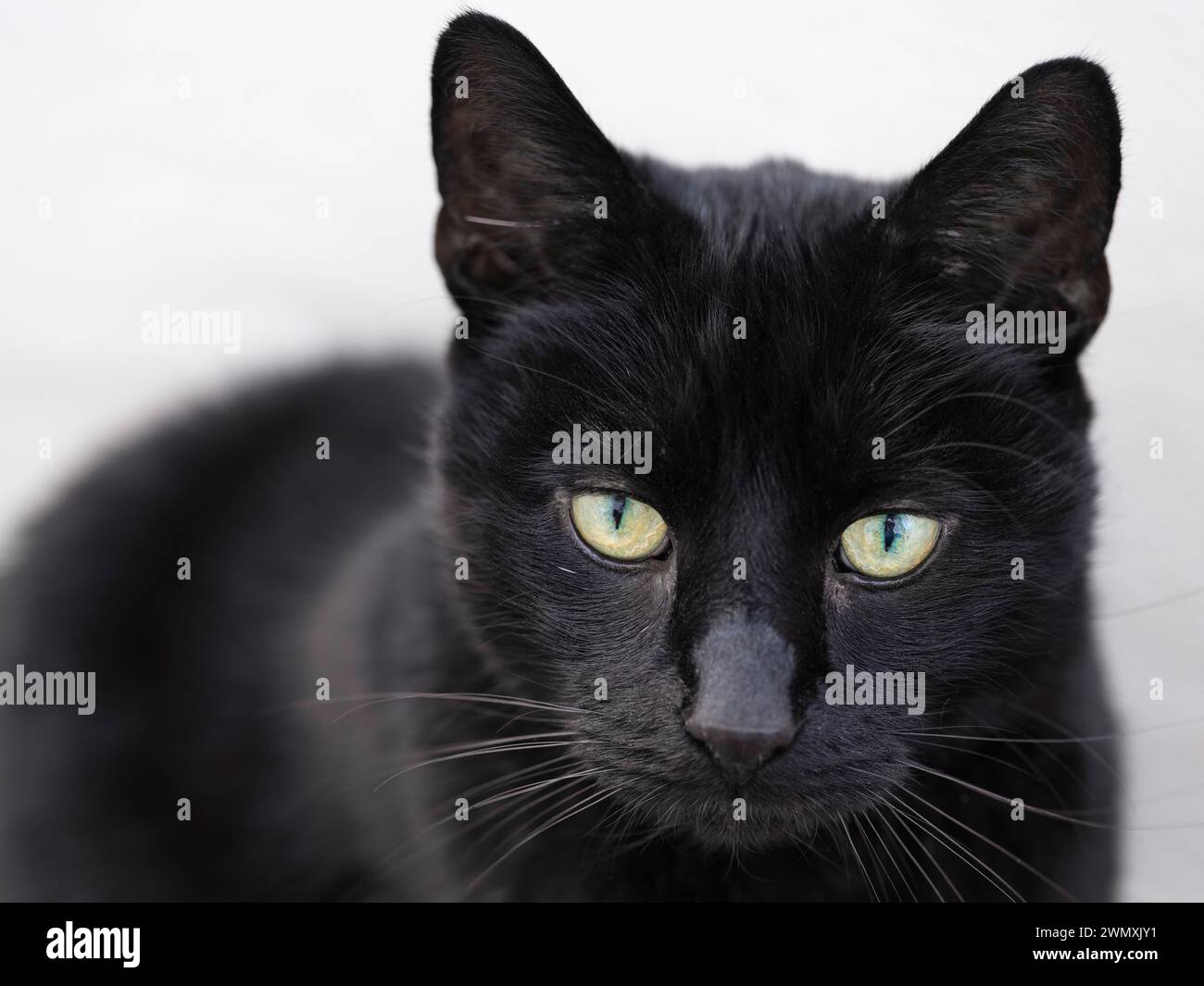 Domestic cat felidae hi-res stock photography and images - Alamy