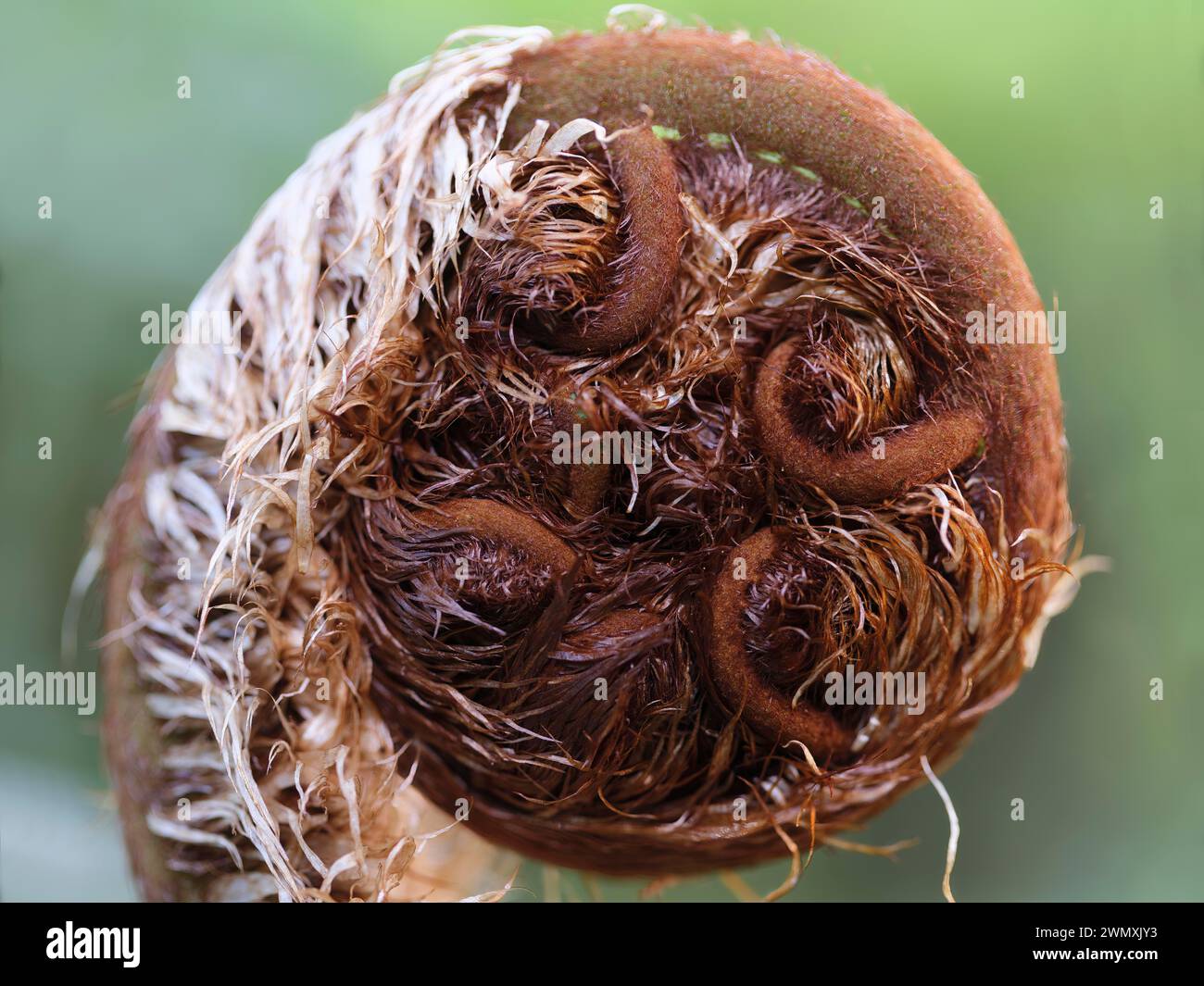 Macro photograph of a rolled-up leaf of a tree fern (Sphaeropteris ...