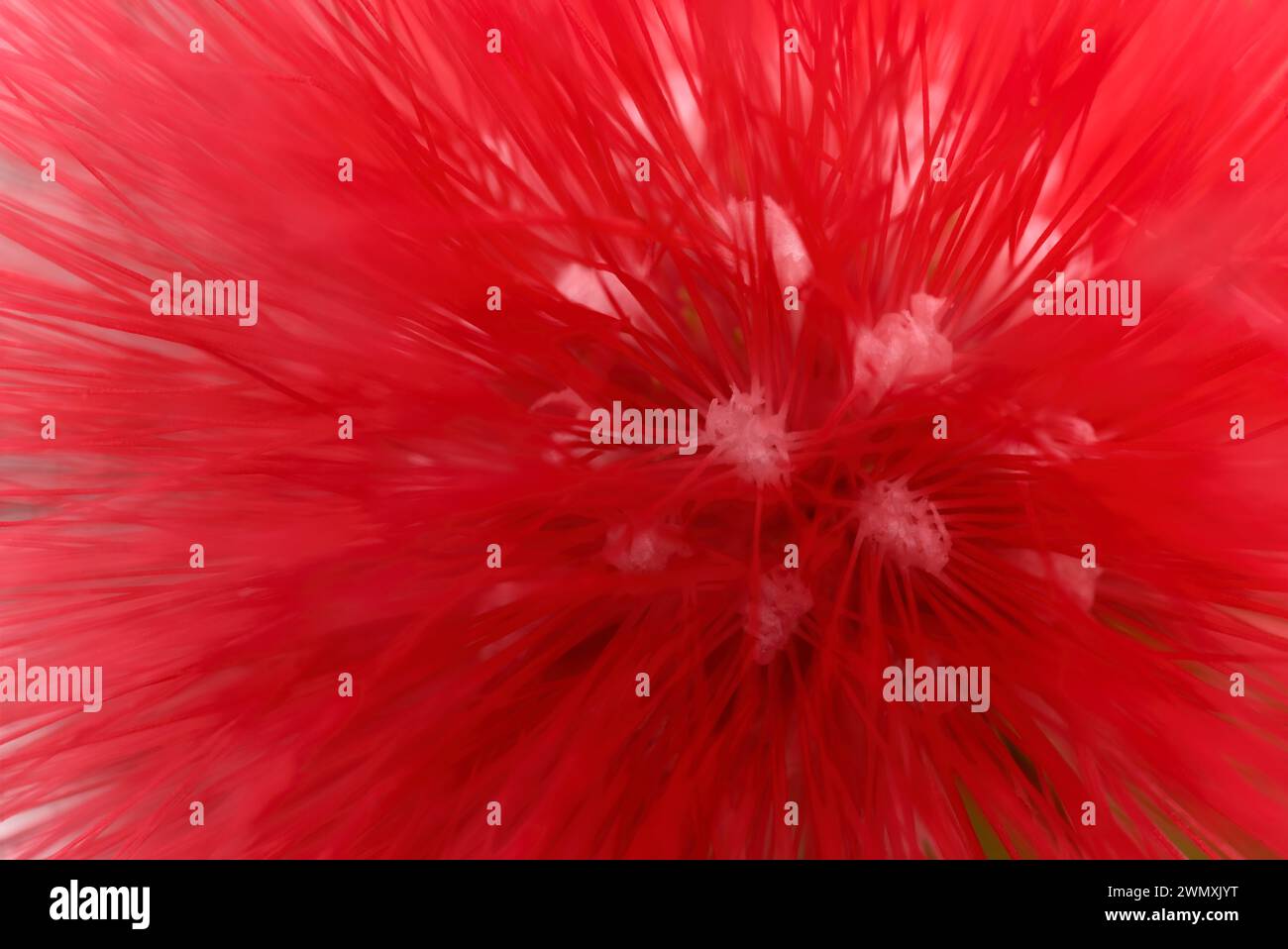 Macro photograph of a flower of the red powder puff (Calliandra tweedii ...