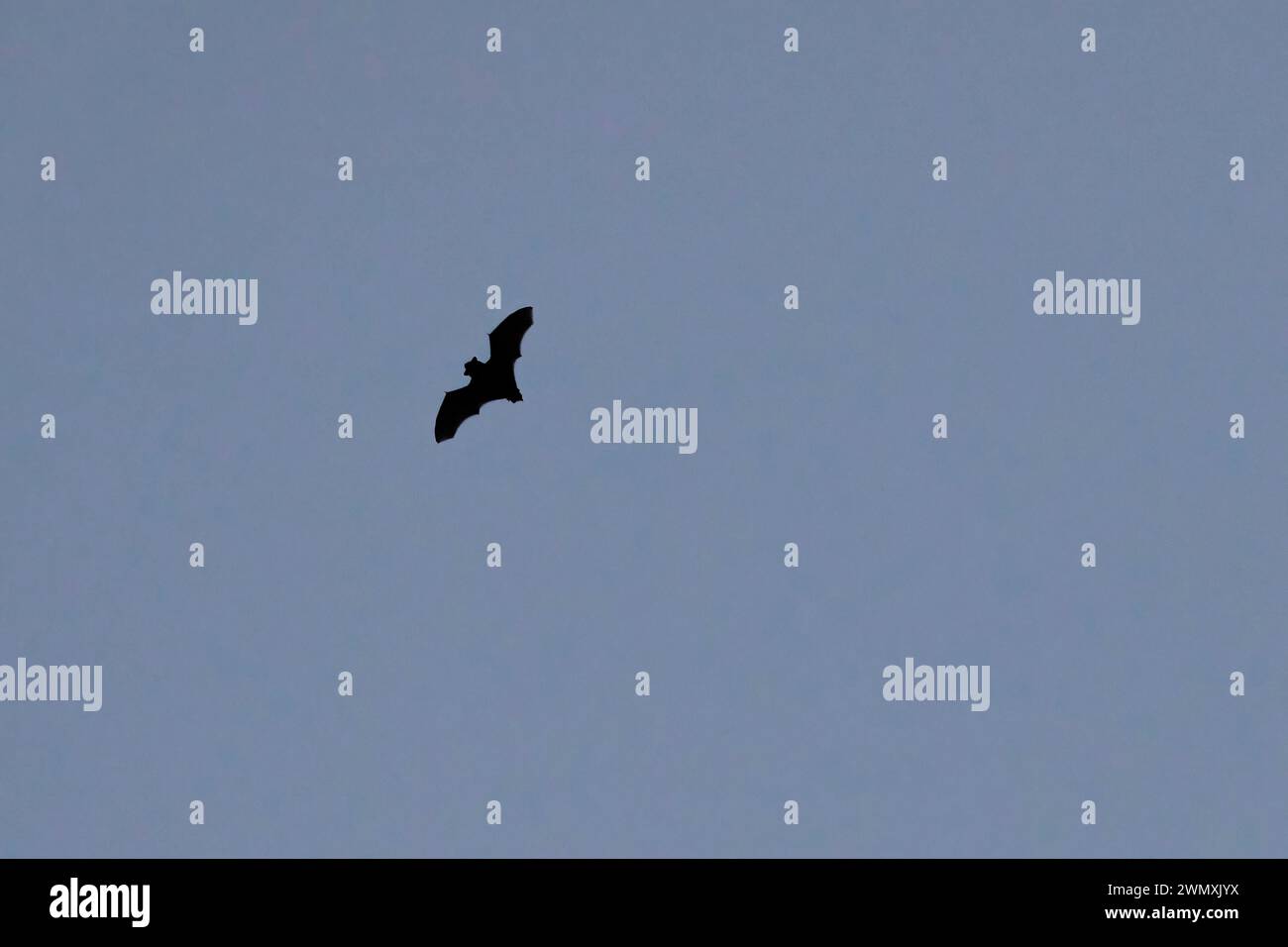 Microbat (Microchiroptera) in flight Stock Photo - Alamy