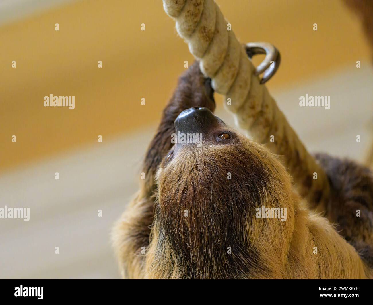 A two toed sloth climbing on a rope in a zoo Stock Photo - Alamy