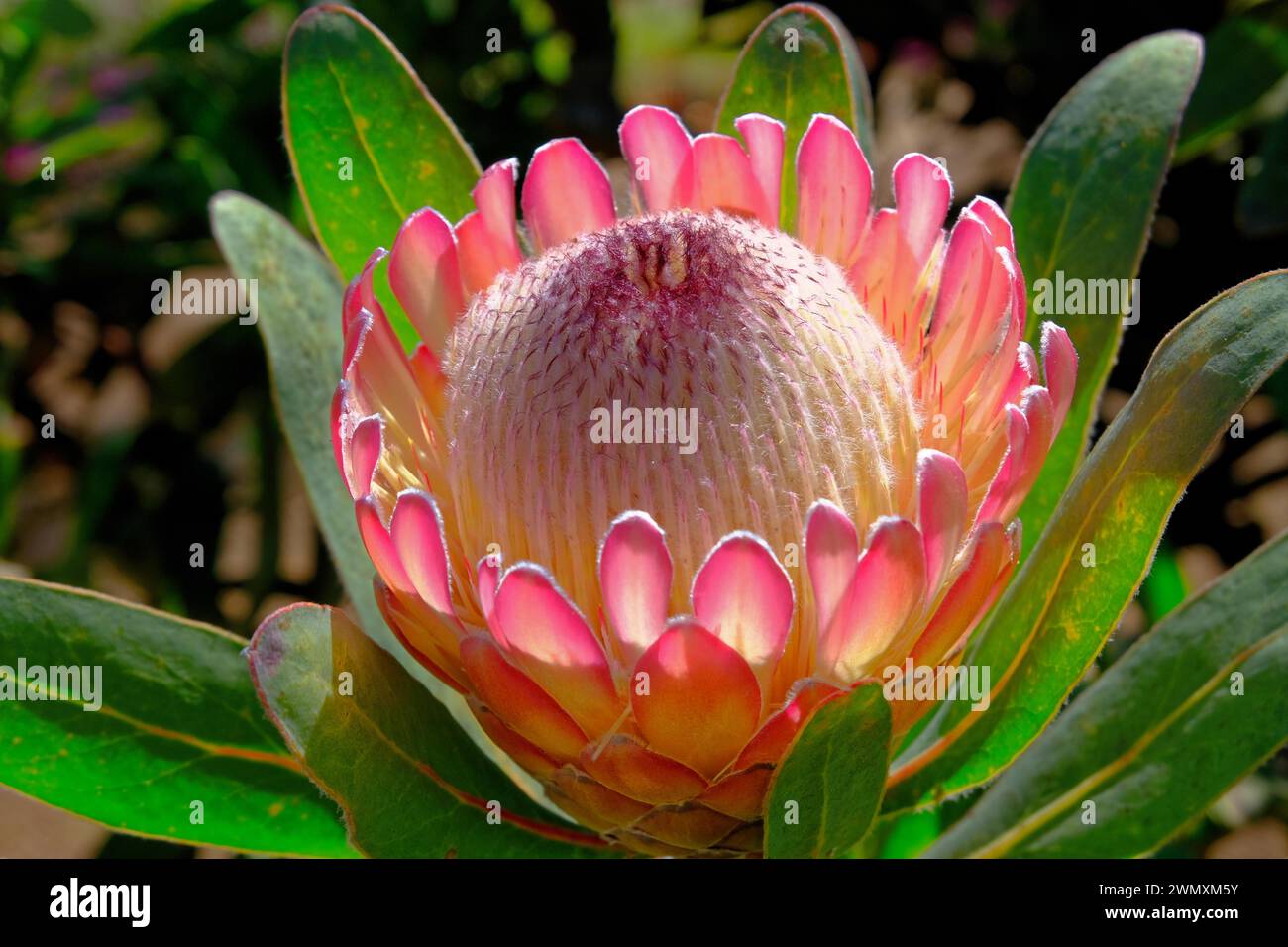 King protea (Protea cynaroides) Blandys Garden, Funchal, Madeira Island Stock Photo - Alamy