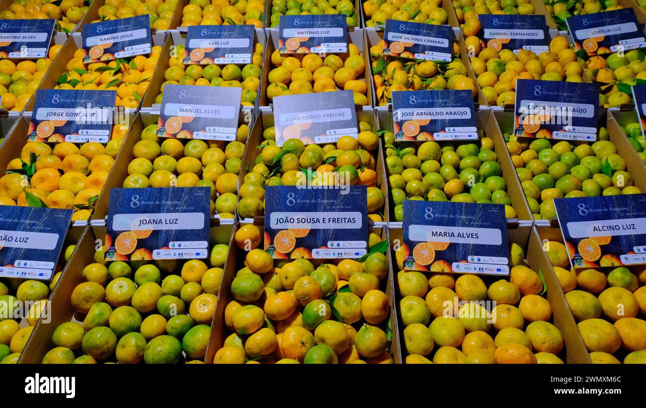 Lemons, lemon boxes, different varieties, Santa Cruz, Madeira Island ...