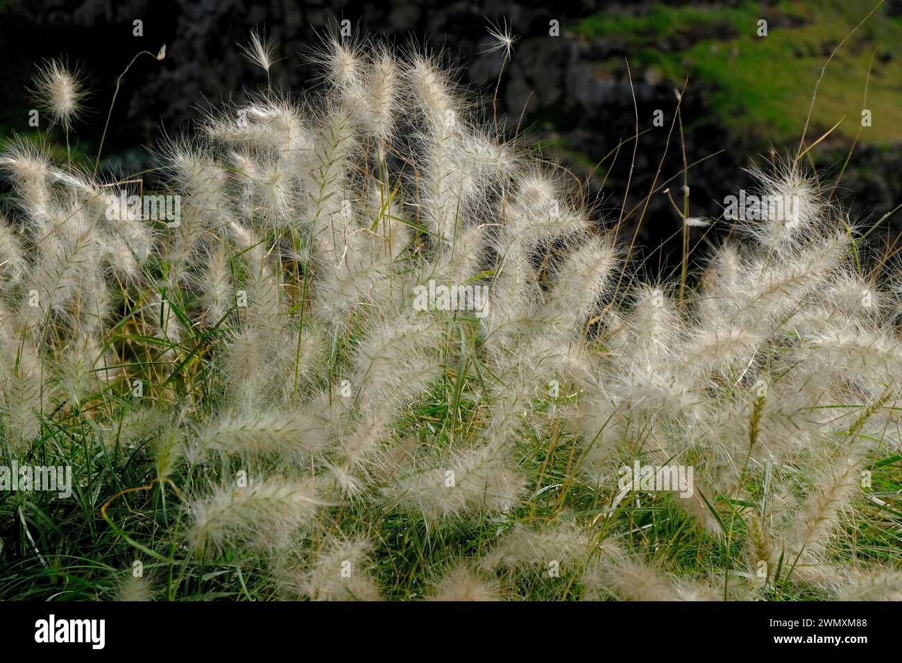 Portuguese island hi-res stock photography and images - Alamy
