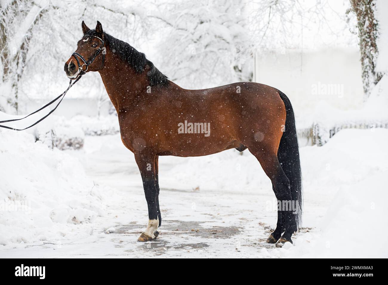 Bay holsteiner warmblood horse hi-res stock photography and images - Alamy