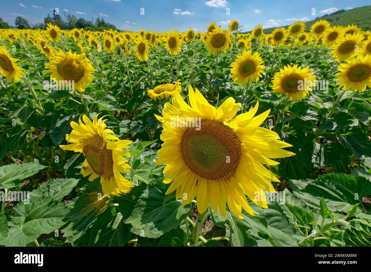 Sunflower field with magnificent blossoms near Kabile in south-eastern ...