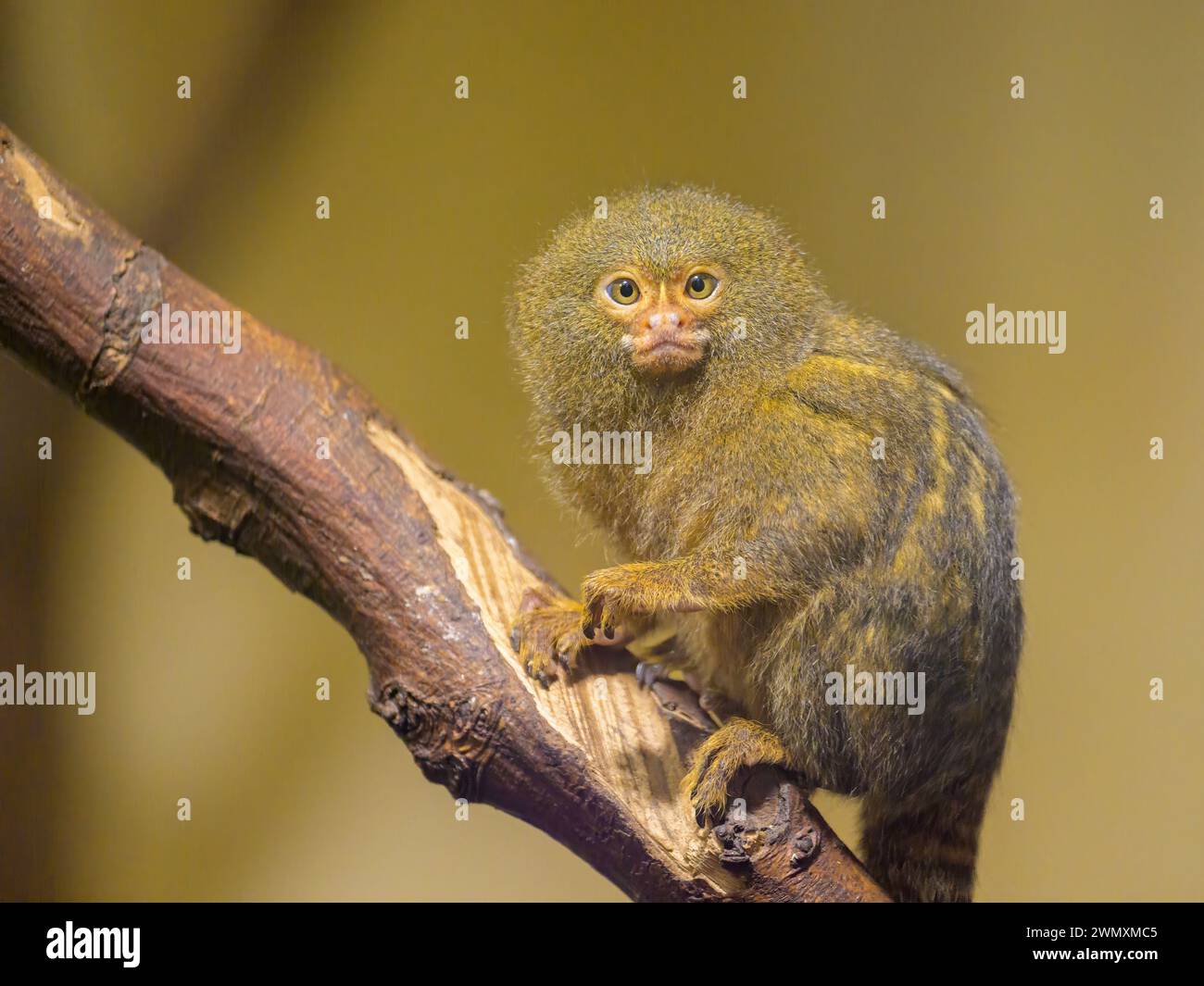 A cute little Pygmy marmoset (Cebuella pygmaea) sitting on a tree in a ...