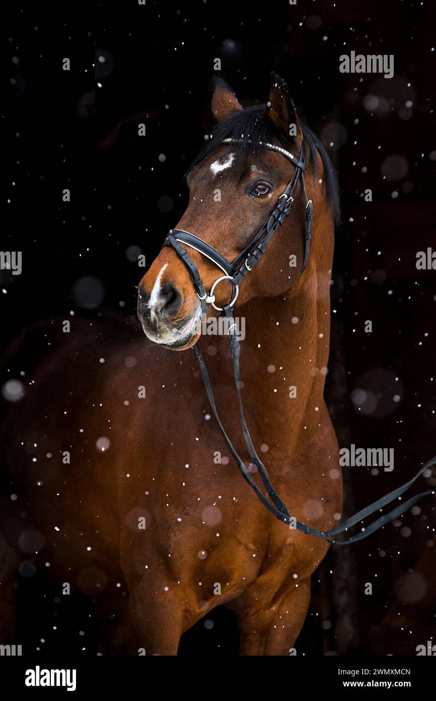 Holsteiner horse portrait hi-res stock photography and images - Alamy