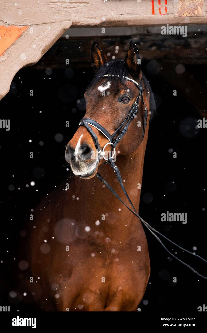 Holsteiner horse portrait hi-res stock photography and images - Alamy