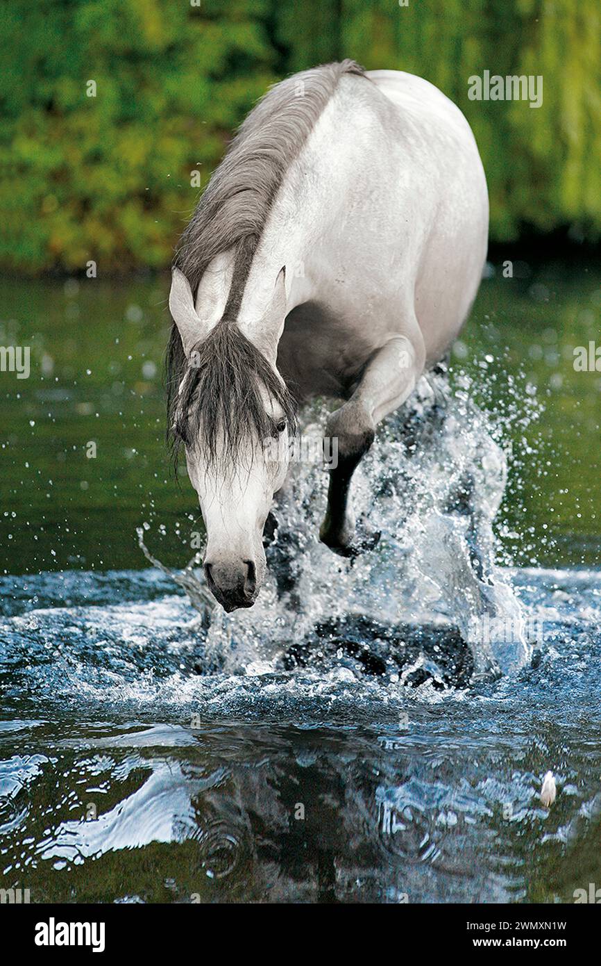 Stallion lake hi-res stock photography and images - Alamy