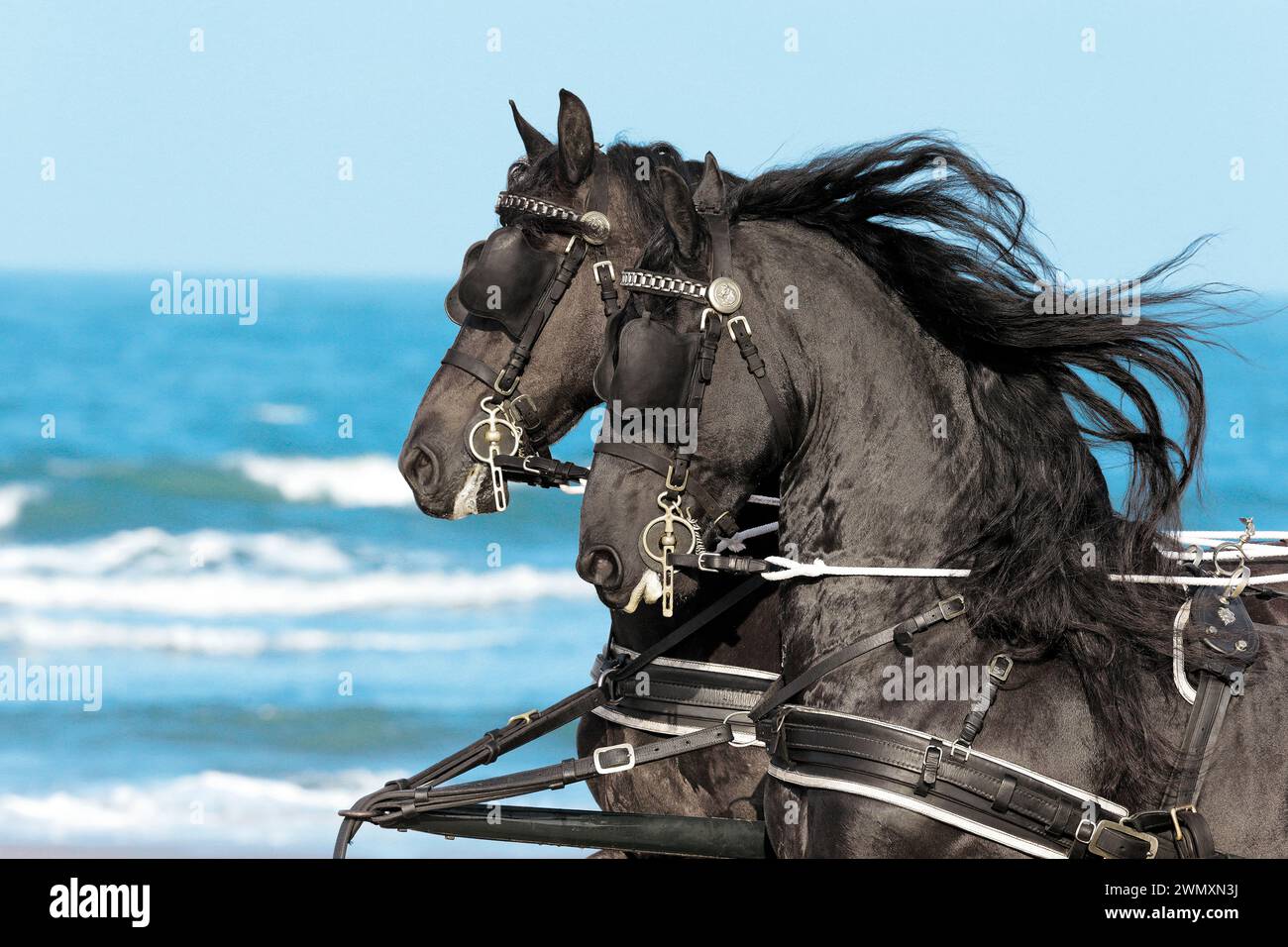 Frisians. Two stallions pulling a carriage on the beach in Schoorl ...
