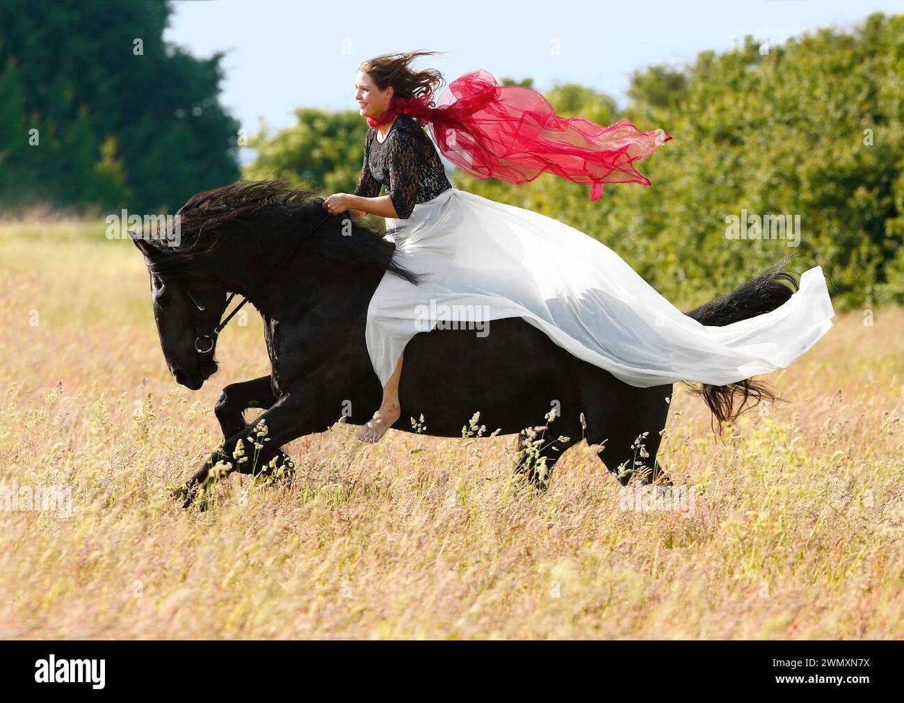 Friesian Horse. Jana Baade in a white dress galloping on her gelding ...