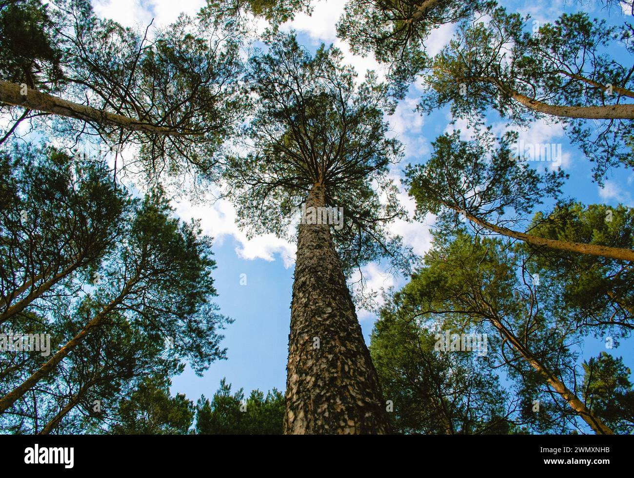 Tall pine tree hi-res stock photography and images - Alamy