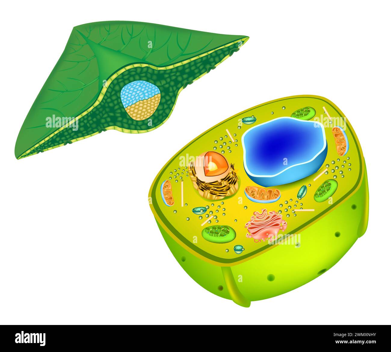 Eukaryotic Plant Cell Unlabeled