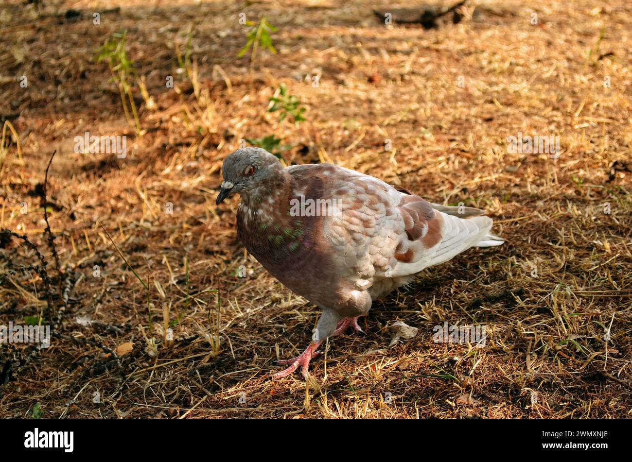 Pigeon walking hi-res stock photography and images - Alamy