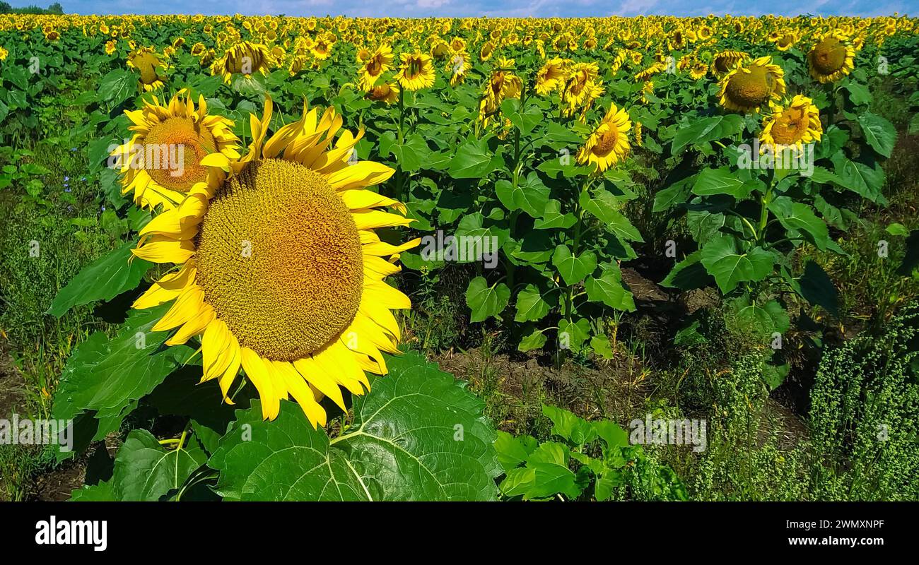 Panorama sunflowers many sunflowers hi-res stock photography and images ...