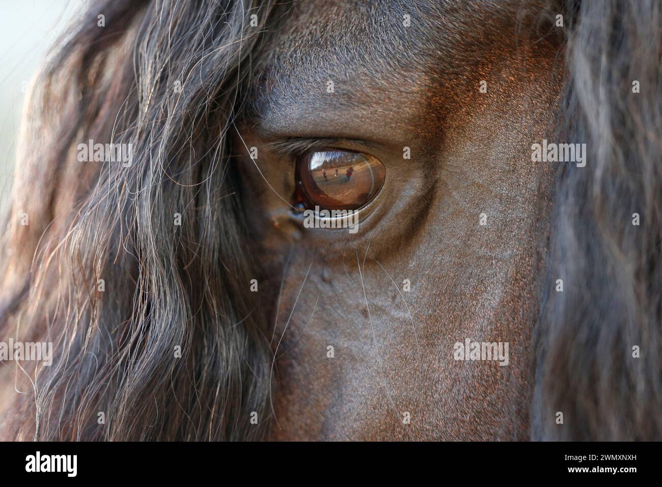 Friesian horse close up eye hi-res stock photography and images - Alamy