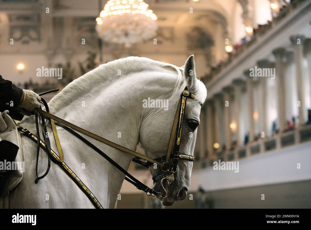 Lipizzaner. A stallion shows a capriole. Vienna Riding School. Vienna ...