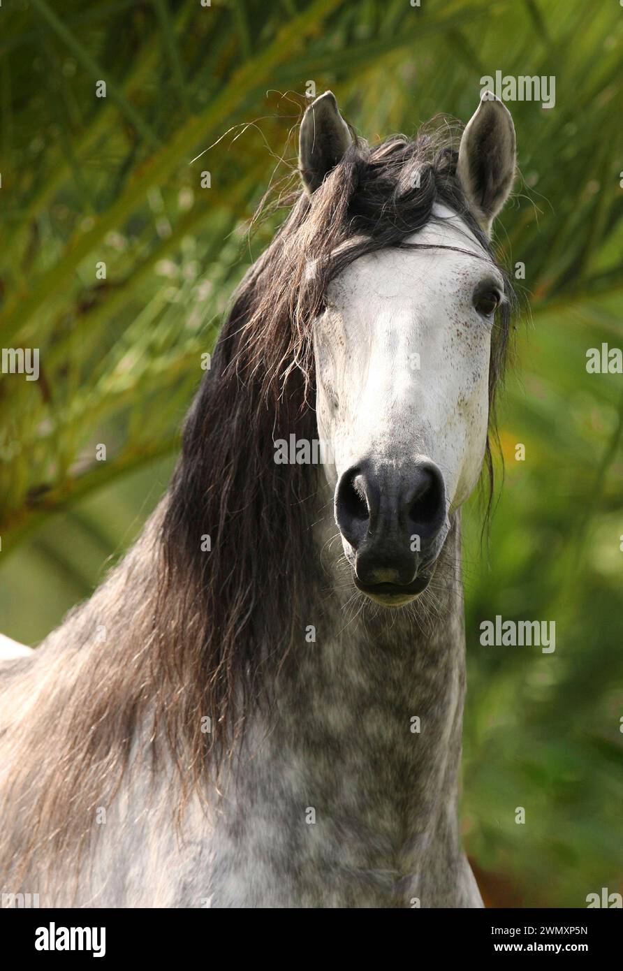 Barb Horse. Portrait of the stallion Massil. Royal Stud Bouznika ...