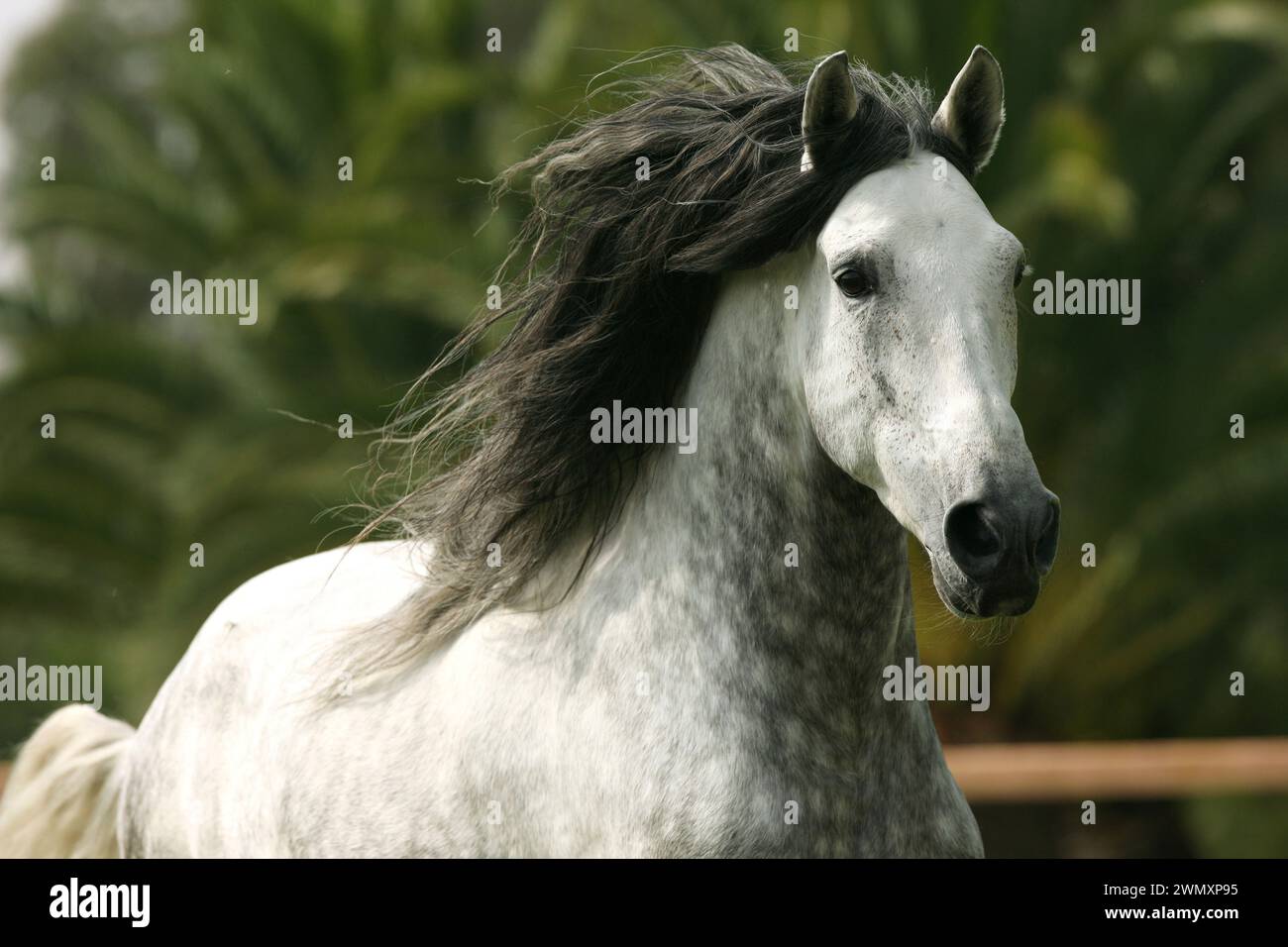 Barb Horse. Portrait of the stallion Massil. Royal Stud Bouznika ...