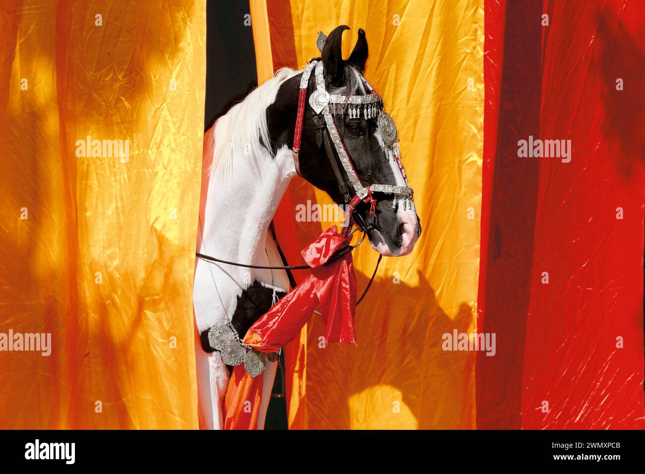 The pretty Marwari mare Hirkani with traditional bridle in red and ...