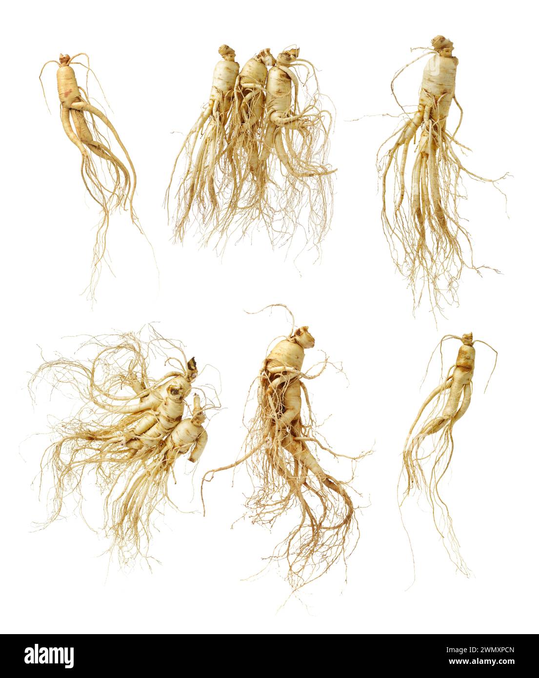 ginseng isolated on white background Stock Photo - Alamy