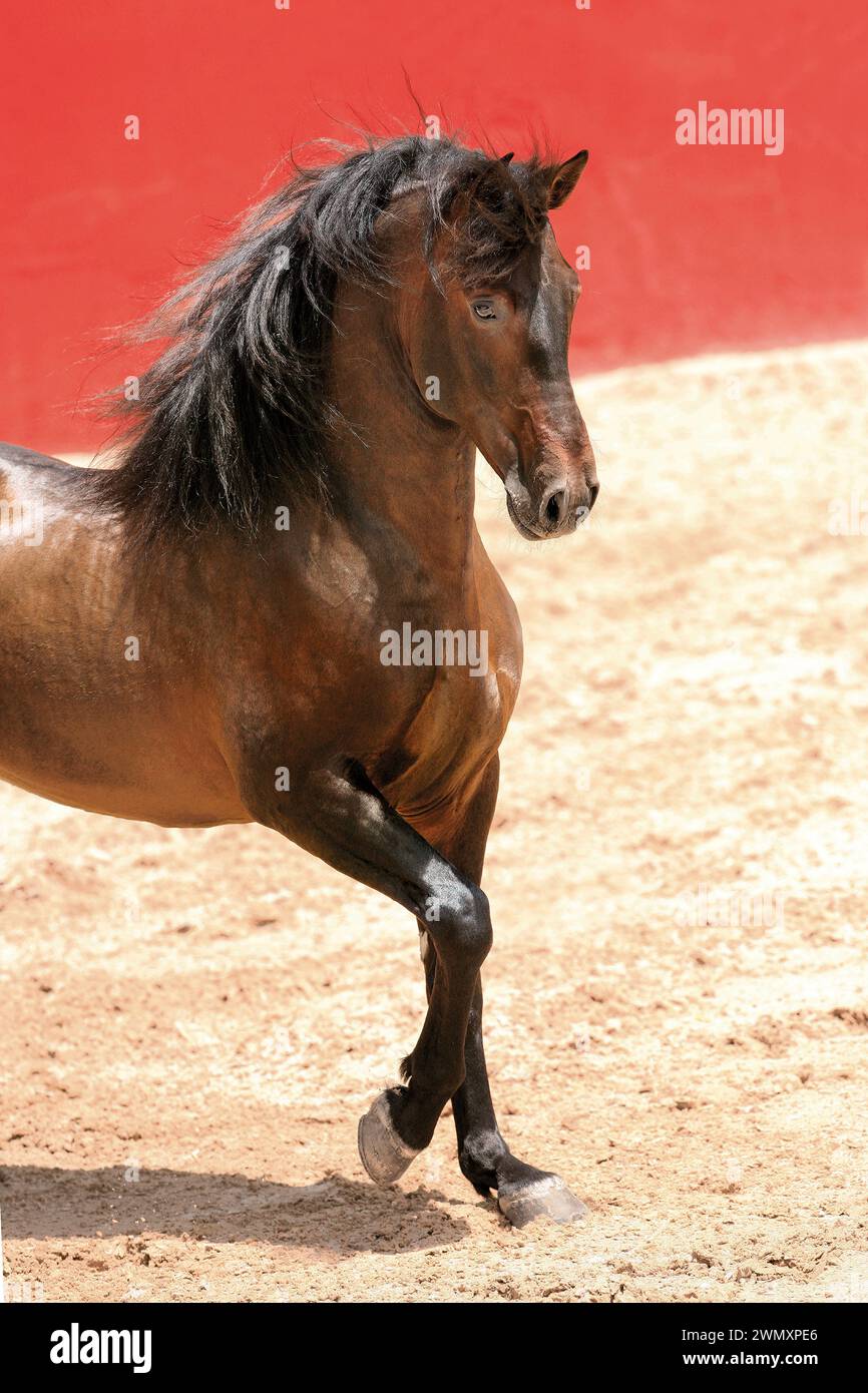 Pure Spanish Horse, Andalusian. Bay stallion trotting in an arena ...